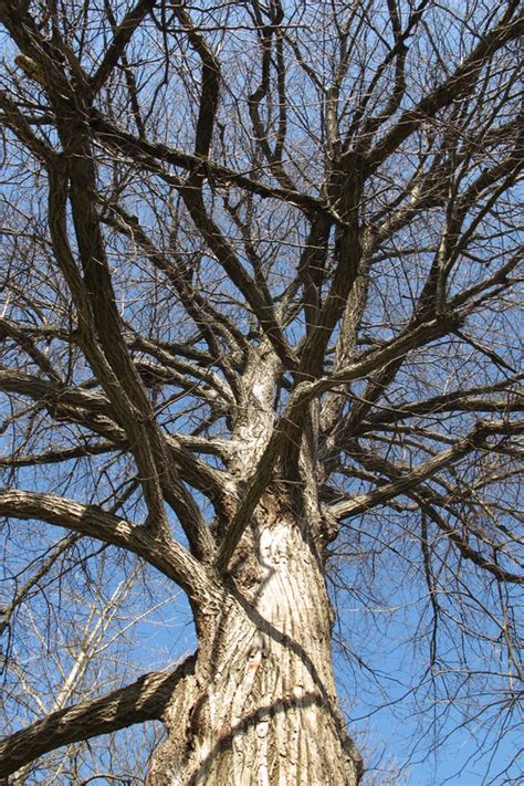 Deciduous Shade Trees Eva Monheim