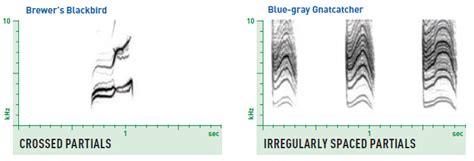 Polyphonic Sounds Earbirding