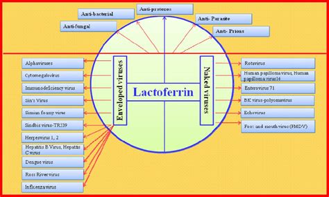 Potential Lactoferrin Activity Against Pathogenic Viruses