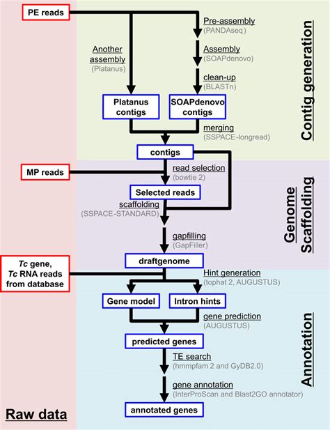 Flowchart Of Genome Assembly And Gene Prediction The Pe Reads Were