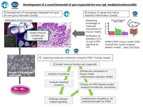 Development Of A Novel Biomodel Of Gut Organoids For Non IgE Mediated Enterocolitis Japan