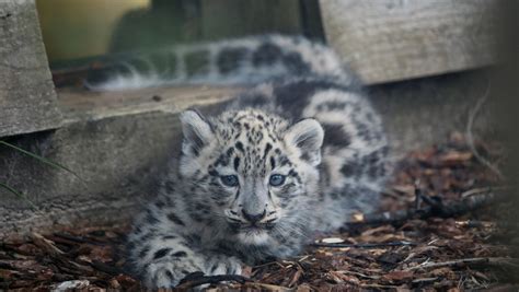 Three Rare Snow Leopard Cubs Born At Highland Wildlife Park Near