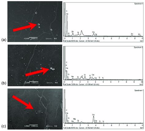 Position On The Micrograph Red Arrow And Eds Spectra On The Samples