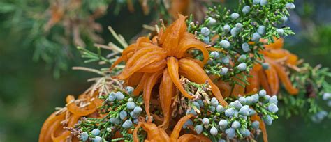 When The Juniper Gets Covered In Orange Goo—the Cedar Apple Rust The