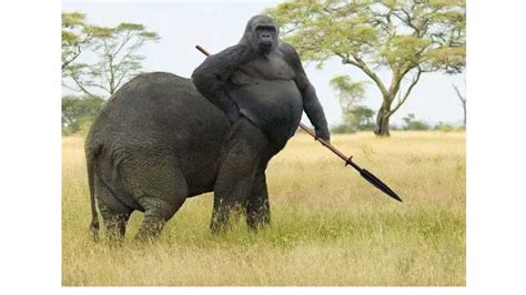 6 Editan Foto Gajah Dengan Hewan Lain Ini Absurd Bikin Ngakak Hot Liputan6 Com