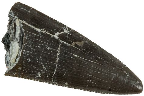 73 Serrated Triassic Reptile Postosuchus Tooth Arizona 231159