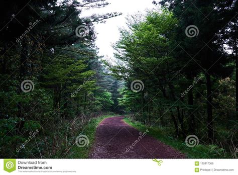 A Secluded Pathway In Saryuni Forest With Trees Lined Up At Both Sides Of The Dirt Path Jeju