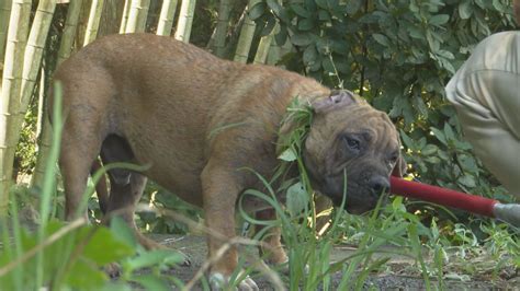 【速報】小学校近くで闘犬逃げ出し警察が警戒呼びかけ 自称ブリーダーの男逮捕｜日テレnews Nnn Cheriee News