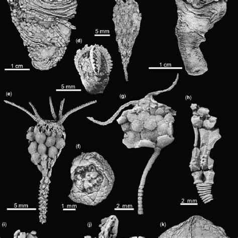 3 Representative Cambrian Echinoderms A Helicoplacus Gilberti Bmnh