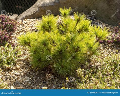 Dwarf Pine Tree Pinus Strobus Radiata In A Rock Garden Royalty Free