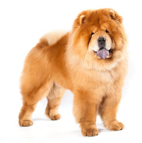 Infos Hunderasse Chow Chow Geschichte Herkunft Beschreibung