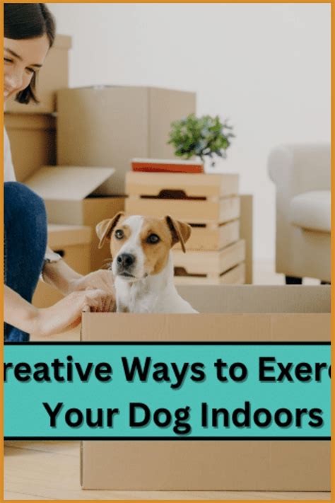 Creative Ways To Exercise Your Dog Indoors Dog Corner