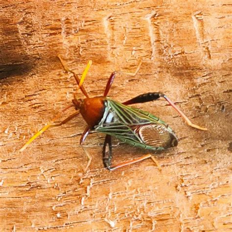 Nematopus From Cruzeiro Do Sul Ac Brasil On May 6 2024 At 10 27 Am