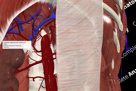 Lateral Segmental Artery Of Liver Complete Anatomy