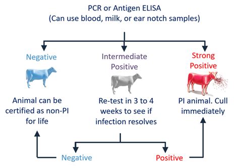 Bvd Tests — Bvd Free New Zealand