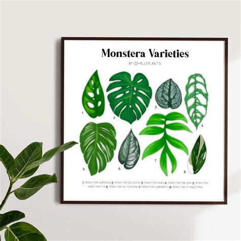 Monstera Varieties Plant Identification Chart Digital Download Etsy