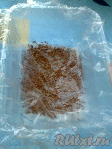 Выращивание микрогрина или микрозелени из семян льна 11 фото в рецепте