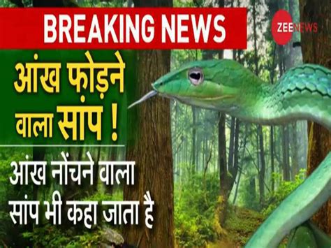 Snake Ahaetulla हरे रंग का ये खतरनाक सांप सीधा इंसान की आंख पर करता है