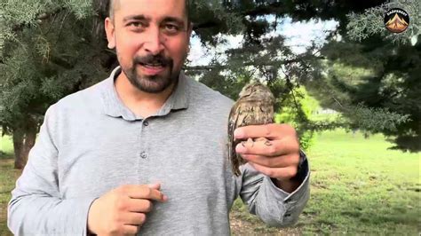 Baykuş 🦉 Nam ı Diğer İshak Kuşu Misafirimiz Oldu Youtube