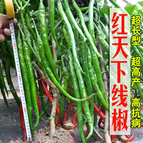 线椒种子超辣高产辣椒二荆条长四季种籽盆栽南方种苗蔬菜种孑春季 虎窝淘