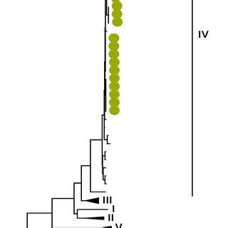 VP1 Maximum Likelihood Phylogenetic Tree Of The Genome Segment