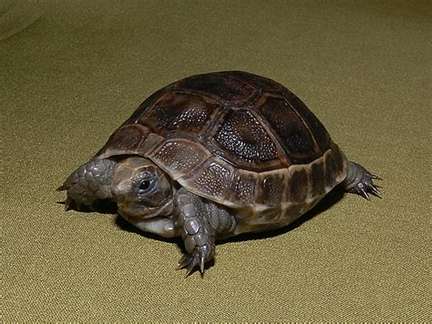Burmese Black Mountain Tortoises for sale | The Turtle Source