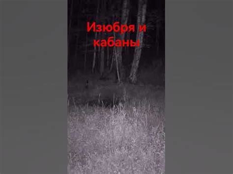 ИЗЮБРЯ И КАБАНЫ #shorts - YouTube