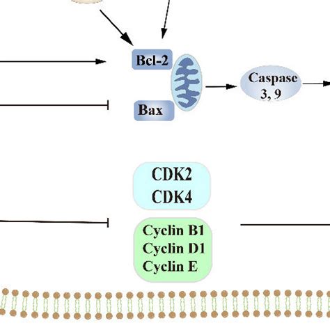 Three Anti Tumor Mechanisms Of OA Activation Inhibition T