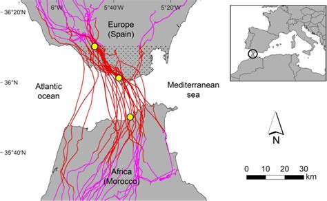 Spatial And Temporal Variability In Migration Of A Soaring Raptor