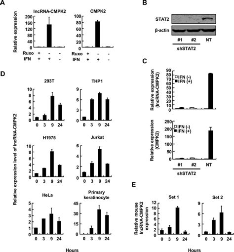 Negative Regulation Of The Interferon Response By An Interferon Induced Long Non Coding Rna Pmc