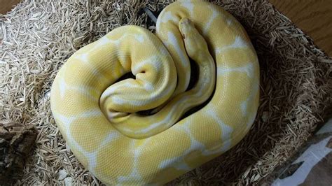 How Big Do Ball Pythons Get The Size And Growth Rate The Reptile Bay