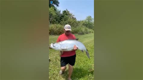 Gaint Fish 🐟 Youtube