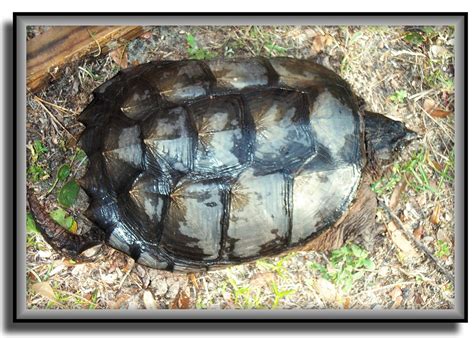 Structural Adaptations