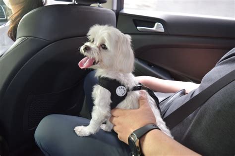 반려견동반 해외여행 예방접종 및 건강증명서 검역증명서 란