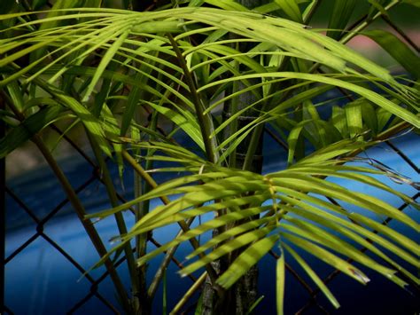 Fujifilm Finepix S Fd A Quick Look Imagingpixel