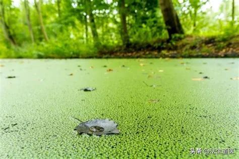 用中醫理論淺談扁桃體炎發病機理及治療方法 每日頭條