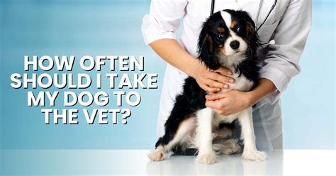 How Often Should I Take My Dog To The Vet Dogs Naturally