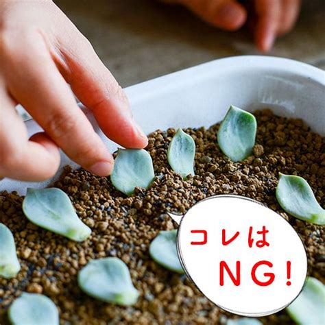 Propagating Succulents Planting Succulents Planting Flowers Foliage
