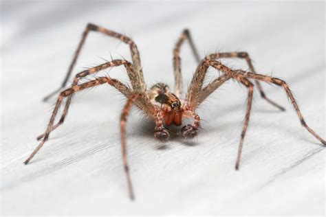 Barn Funnel Weaver Tegenaria Domestica Facts Identification