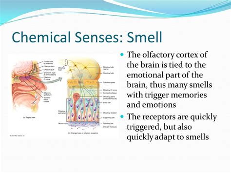 Anatomy And Physiology 2 The Special Senses Smell Taste Sight Hearing These Allow Us To