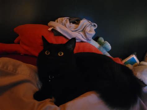 My Void Boi Beans R Voidcats