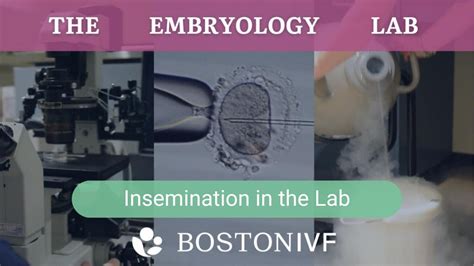 Insemination In The Lab Boston Ivf Embryology Lab Youtube