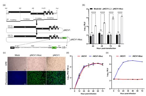 Construction And In Vitro Characterization Of The Cdna Infectious Clone Download Scientific