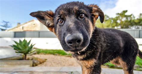Plantas Pet Friendly Conheça 4 espécies para enfeitar a casa sem