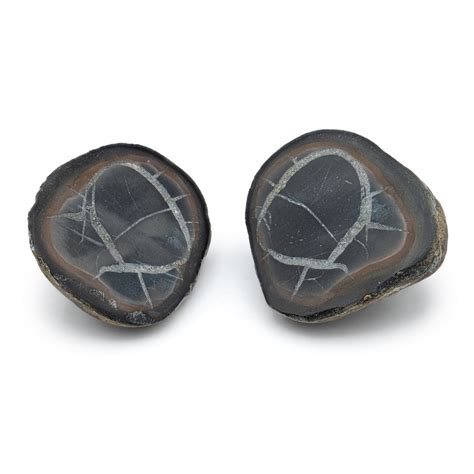 Septarian Nodules Large Collectible Specimen Mini Museum