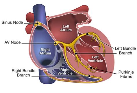 Electrical Conduction System Of The Heart Diagram At Helen Mckenzie Blog