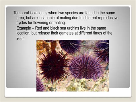 Ppt Frog Species Differentiation And Reproductive Isolation