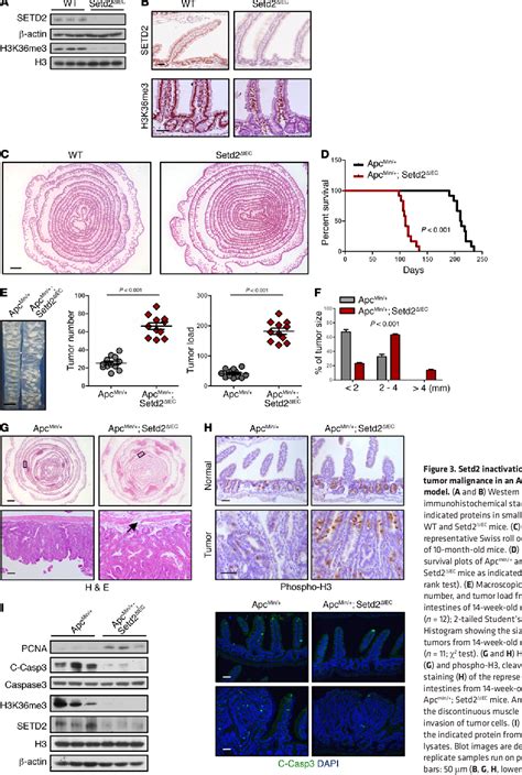 Figure 3 From Histone Methyltransferase Setd2 Modulates Alternative Splicing To Inhibit