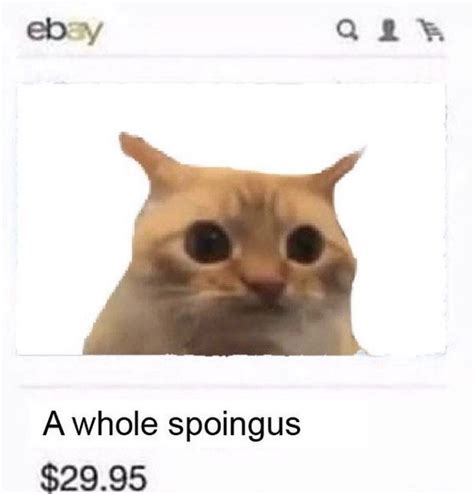 Funny Cat With Sponge Ad
