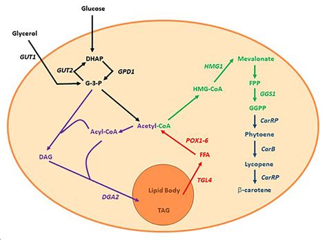 Figure 1 from Recombinant β Carotene Production by Yarrowia lipolytica